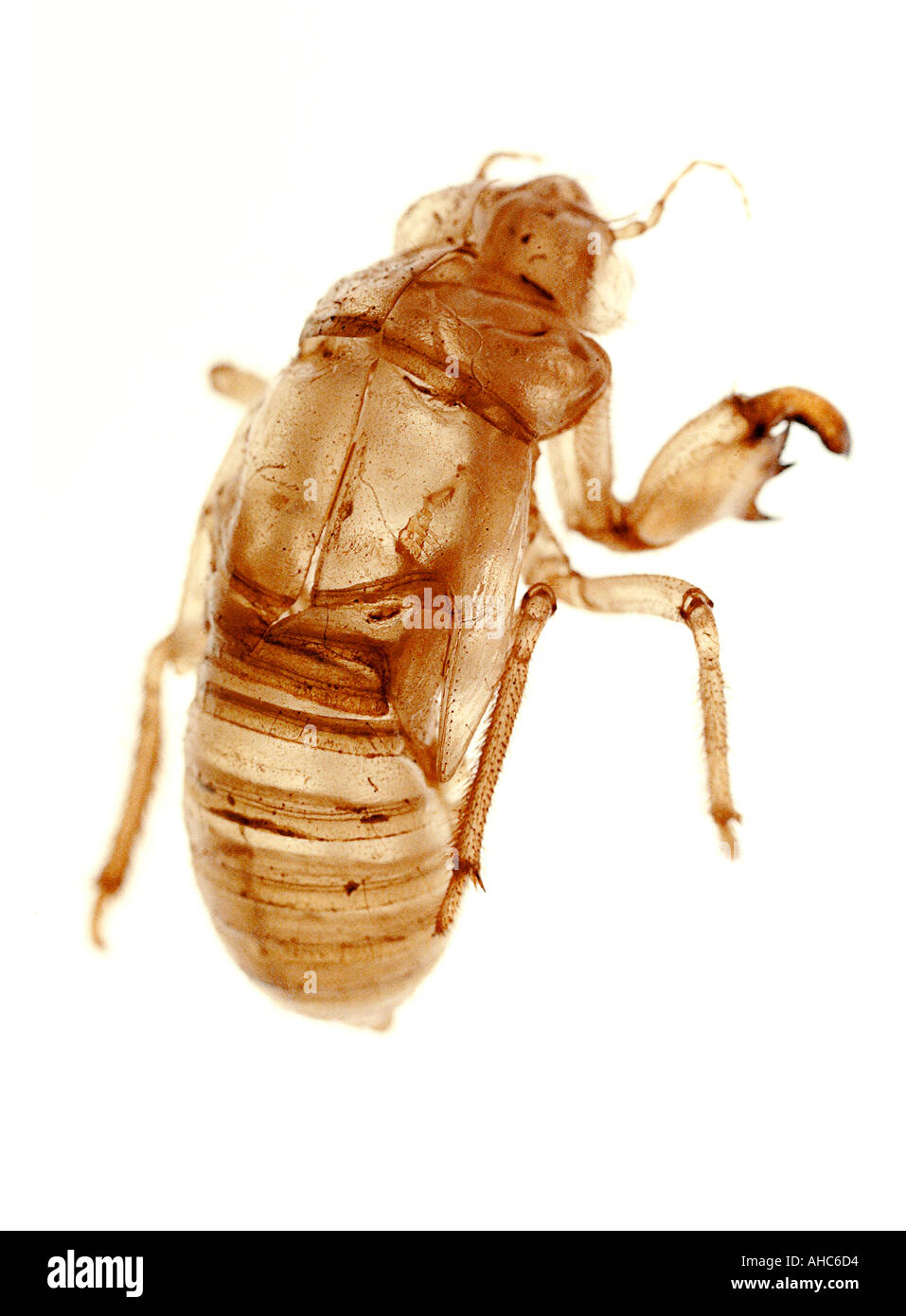 Translucent body hi-res stock photography and images - Alamy