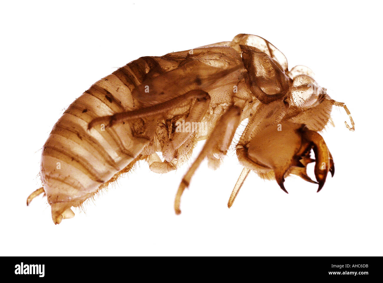 Dead beetle body hi-res stock photography and images - Alamy
