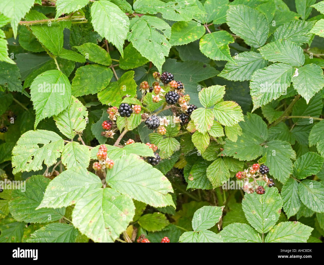 Fructicosus hi-res stock photography and images - Alamy