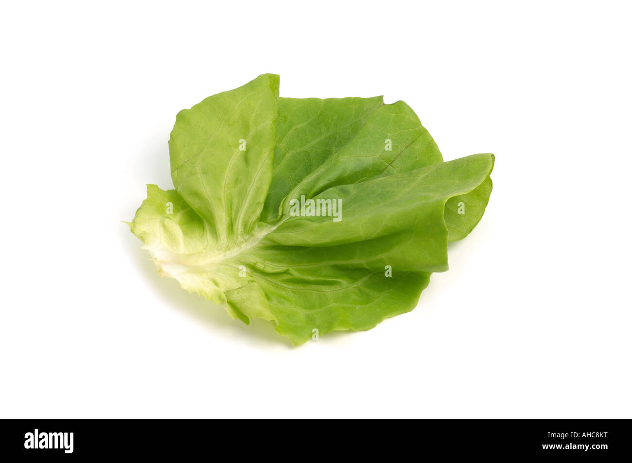 Single Lettuce Leaf Stock Photo - Alamy