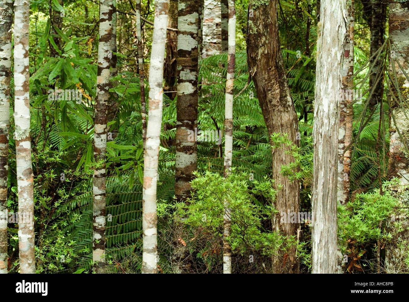 Kauri trees regenerate in native bush in the Waitakere Ranges, New ...