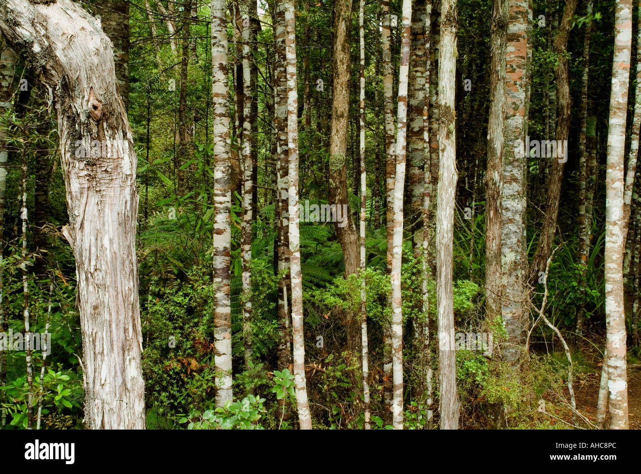 Kauri trees regenerate in the native bush in the Waitakere Ranges, New ...