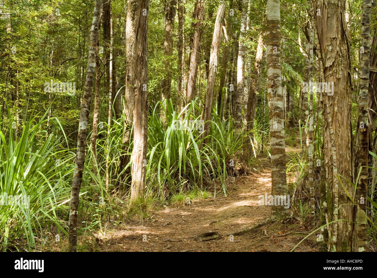 A track in the bush in the Waitakere ranges among the regenerating bush ...