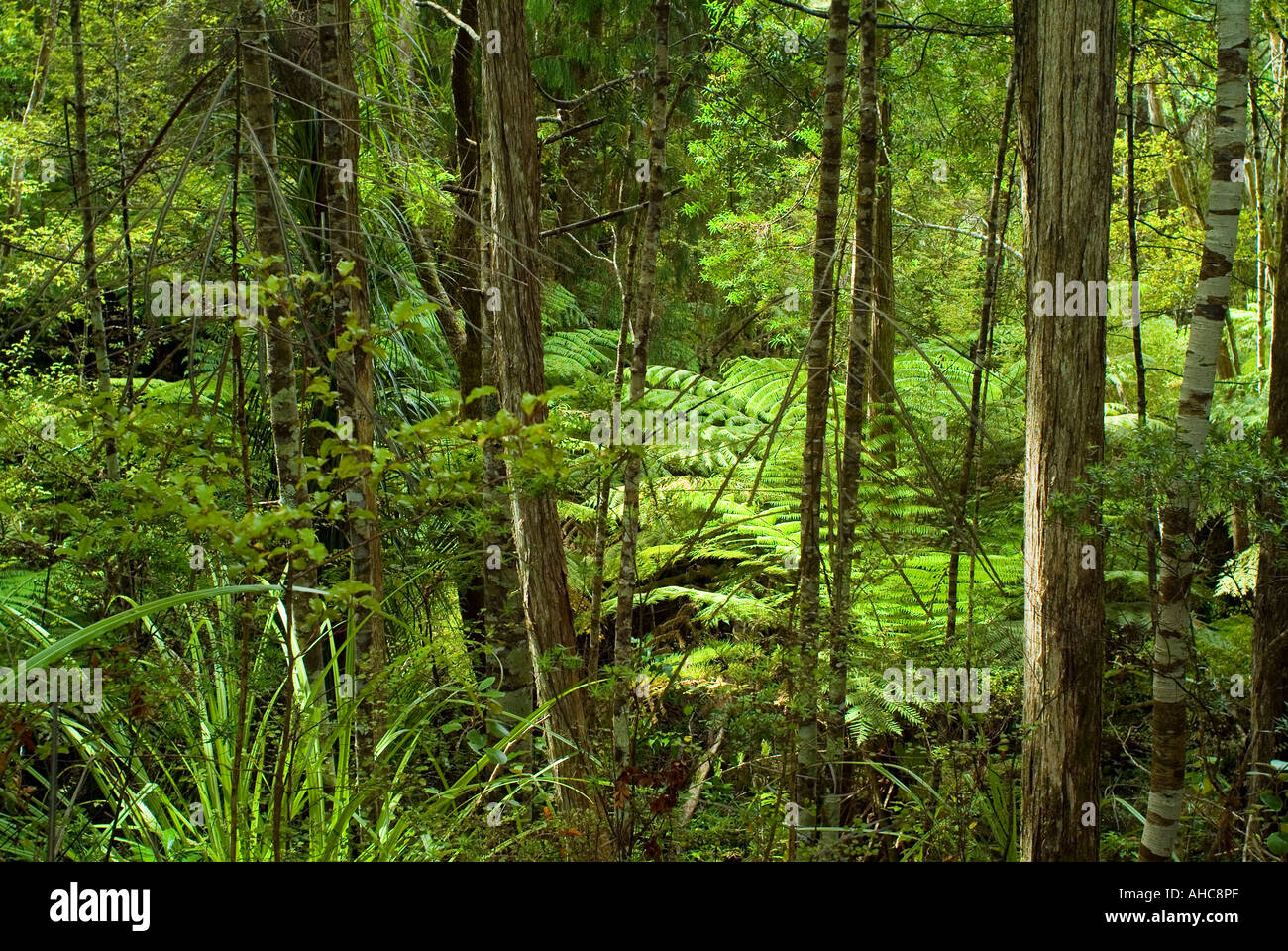 New Zealand native bush Waitakere Range Stock Photo - Alamy