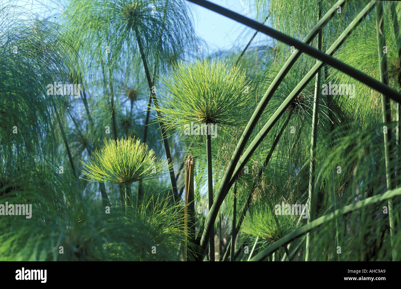 Papyrus hi-res stock photography and images - Alamy