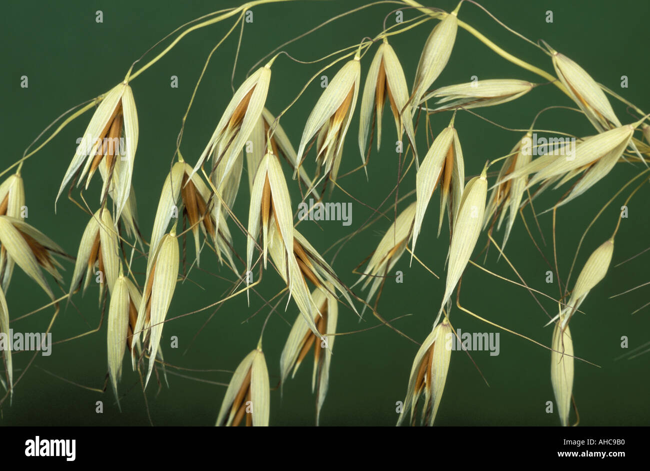 Avena avena fatua hi-res stock photography and images - Alamy