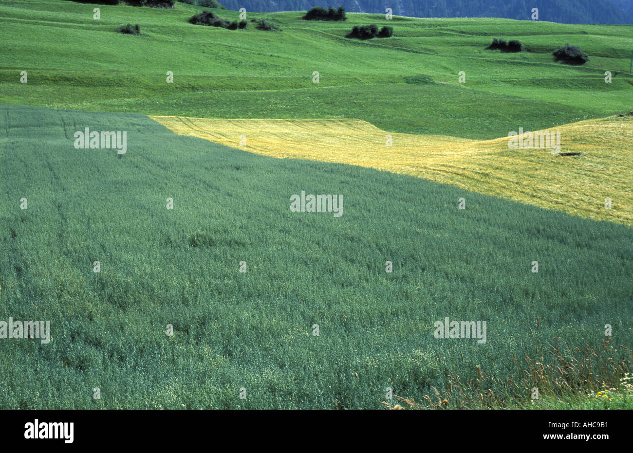 Weath field hi-res stock photography and images - Alamy
