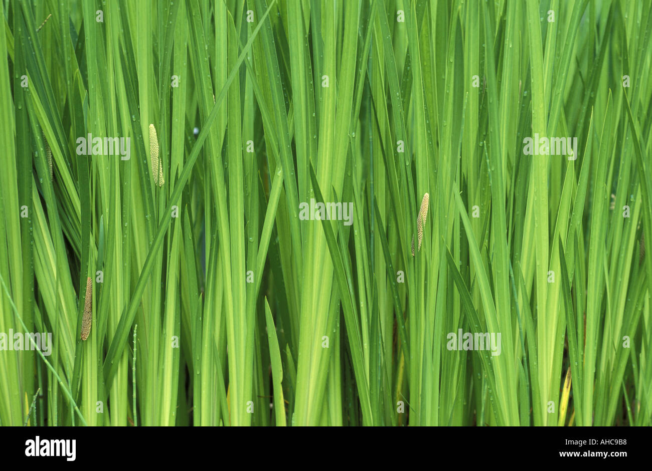 Acorus calamus hi-res stock photography and images - Alamy