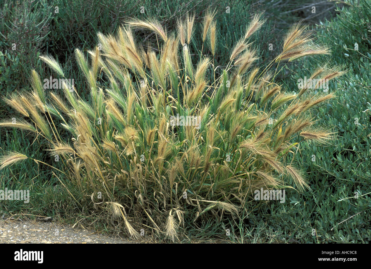 Hordeum Murinum Barley Italy Stock Photo - Alamy