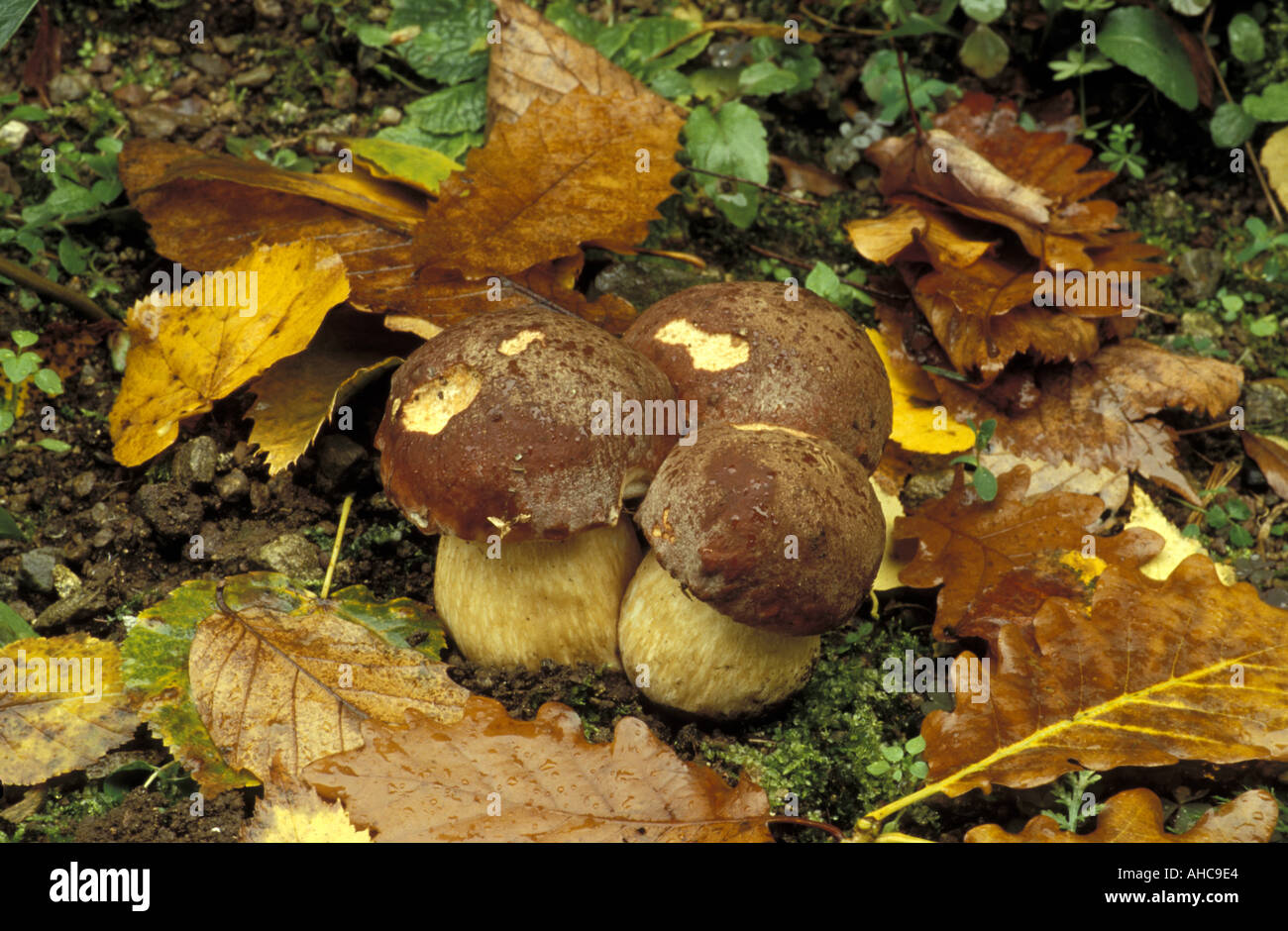 Boletus aereus hi-res stock photography and images - Alamy