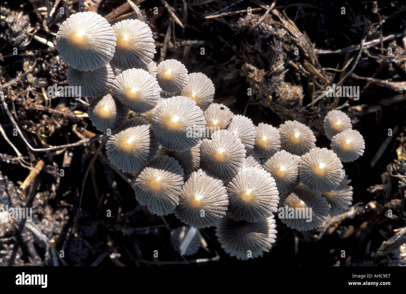 Coprinus sp hi-res stock photography and images - Alamy