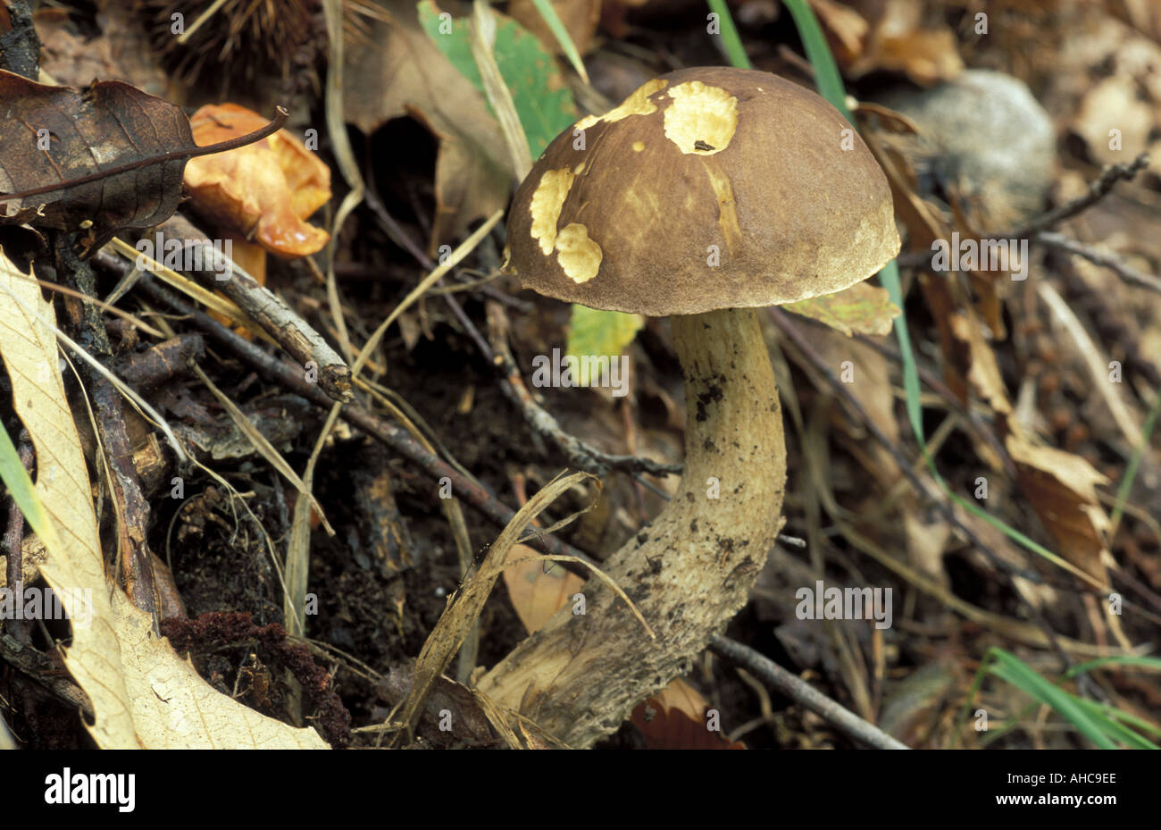 Carpini hi-res stock photography and images - Alamy