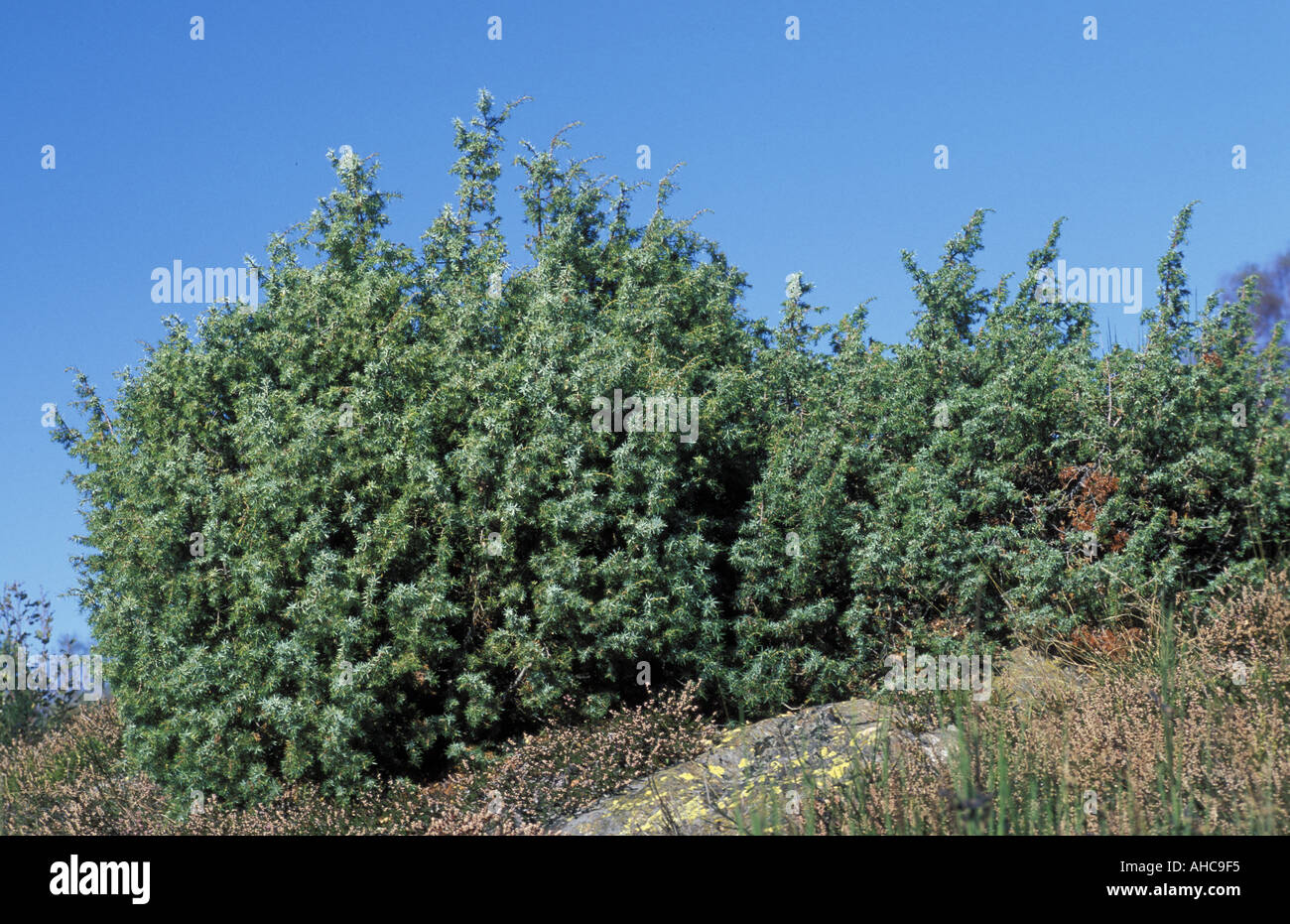 Juniperus communis italy hi-res stock photography and images - Alamy