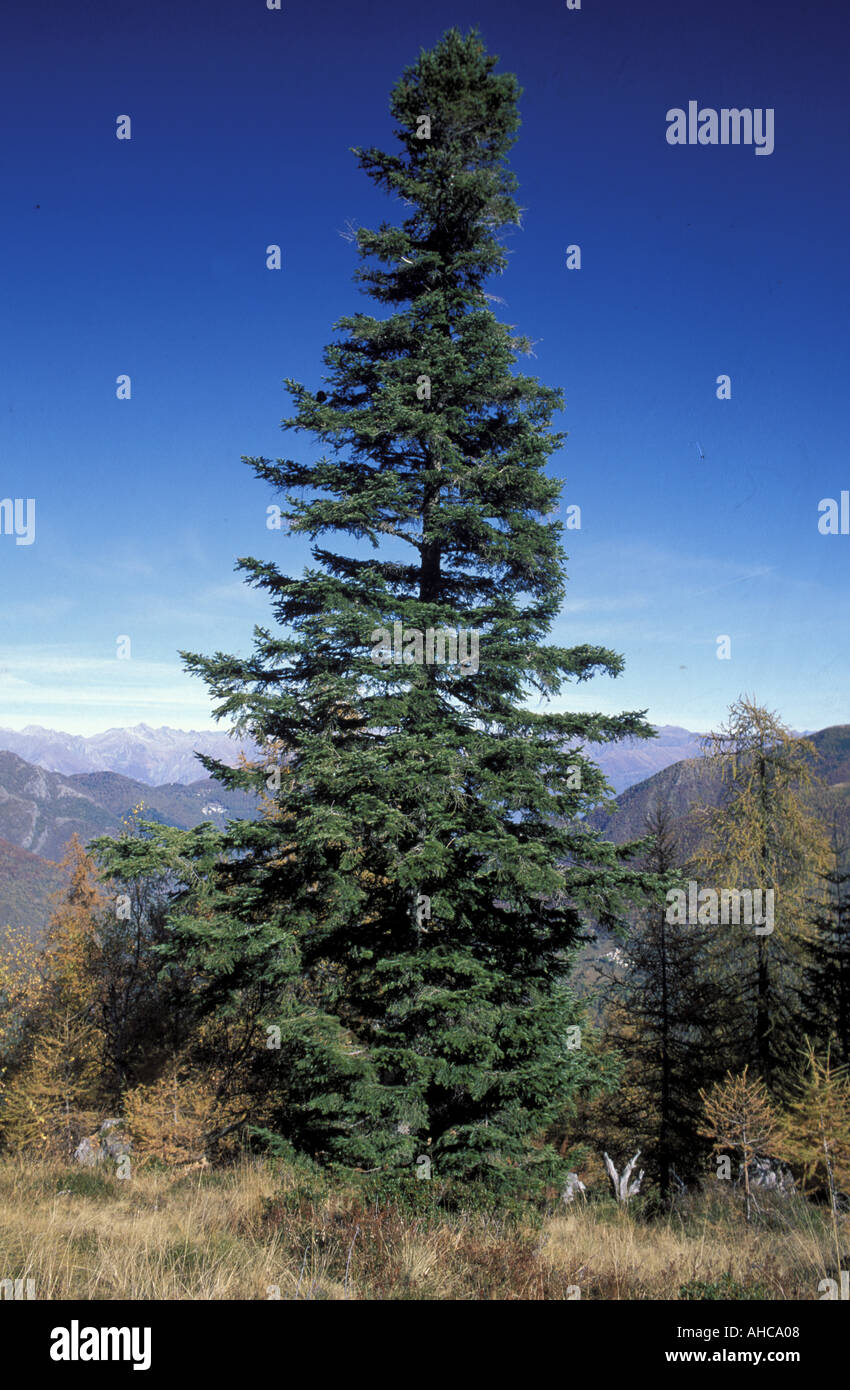 Abies Alba Fir Italy Stock Photo - Alamy