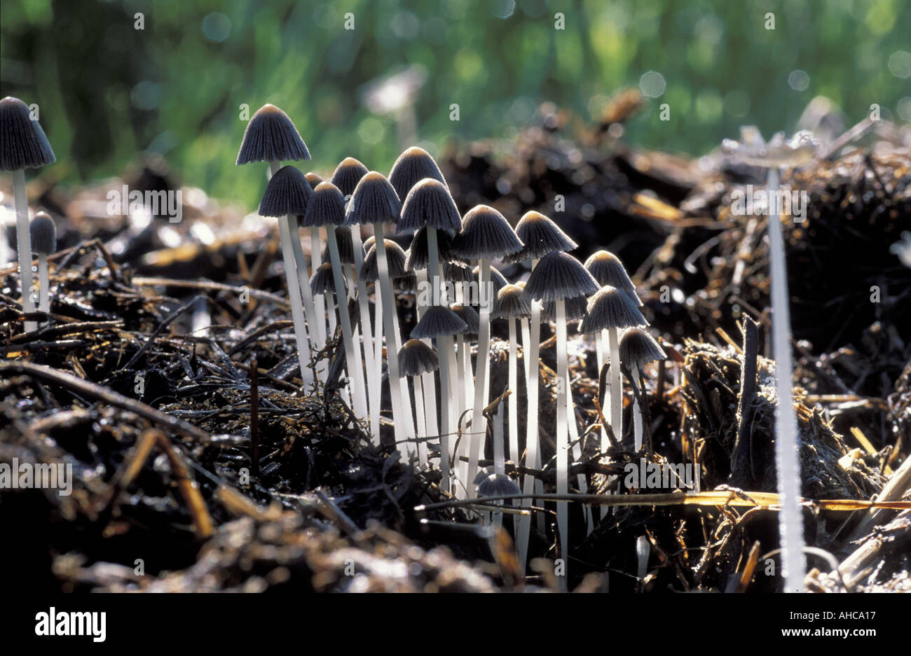 Coprinus Sp Italy Stock Photo - Alamy