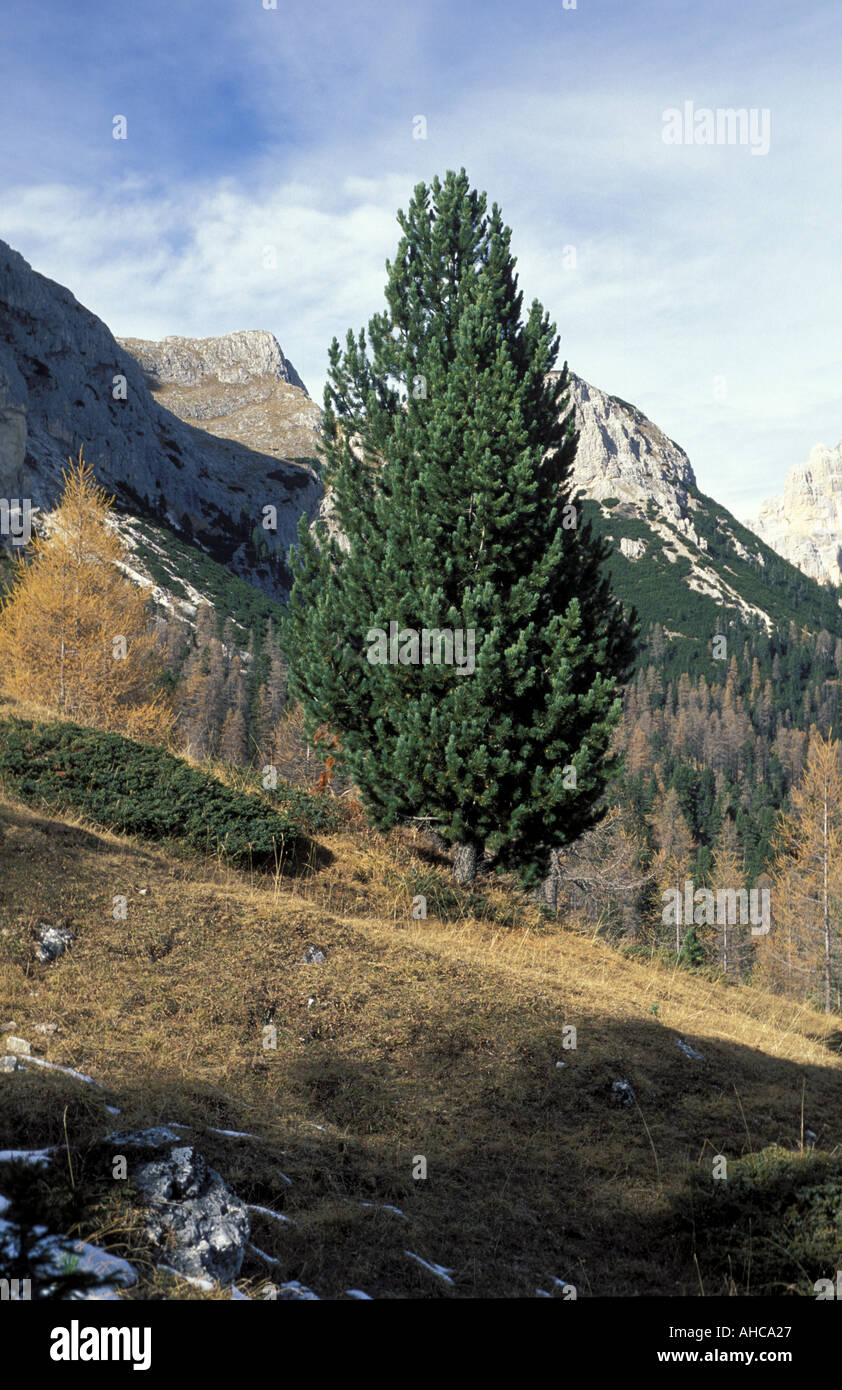 Pinus Cembra Alpi Italy Stock Photo - Alamy