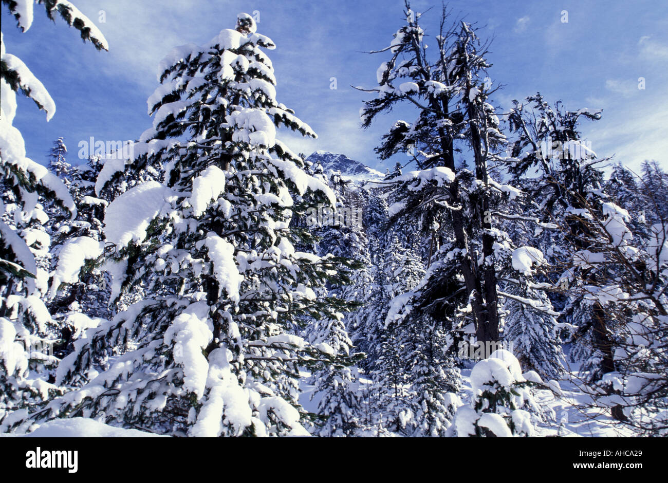 Picea Excelsa pine Alpi Italy Stock Photo - Alamy