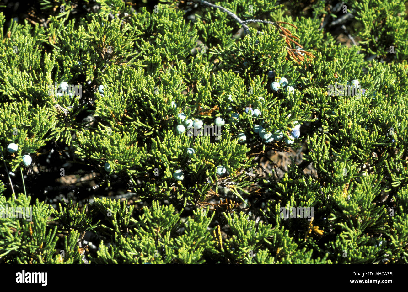 Juniperus Sabina Juniper Alpi Appennini Italy Stock Photo - Alamy