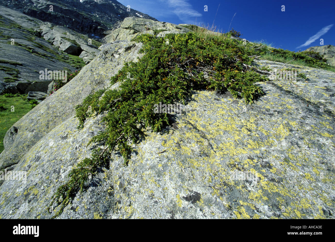 Juniperus Communis Juniper Alpi Appennini Italy Stock Photo - Alamy