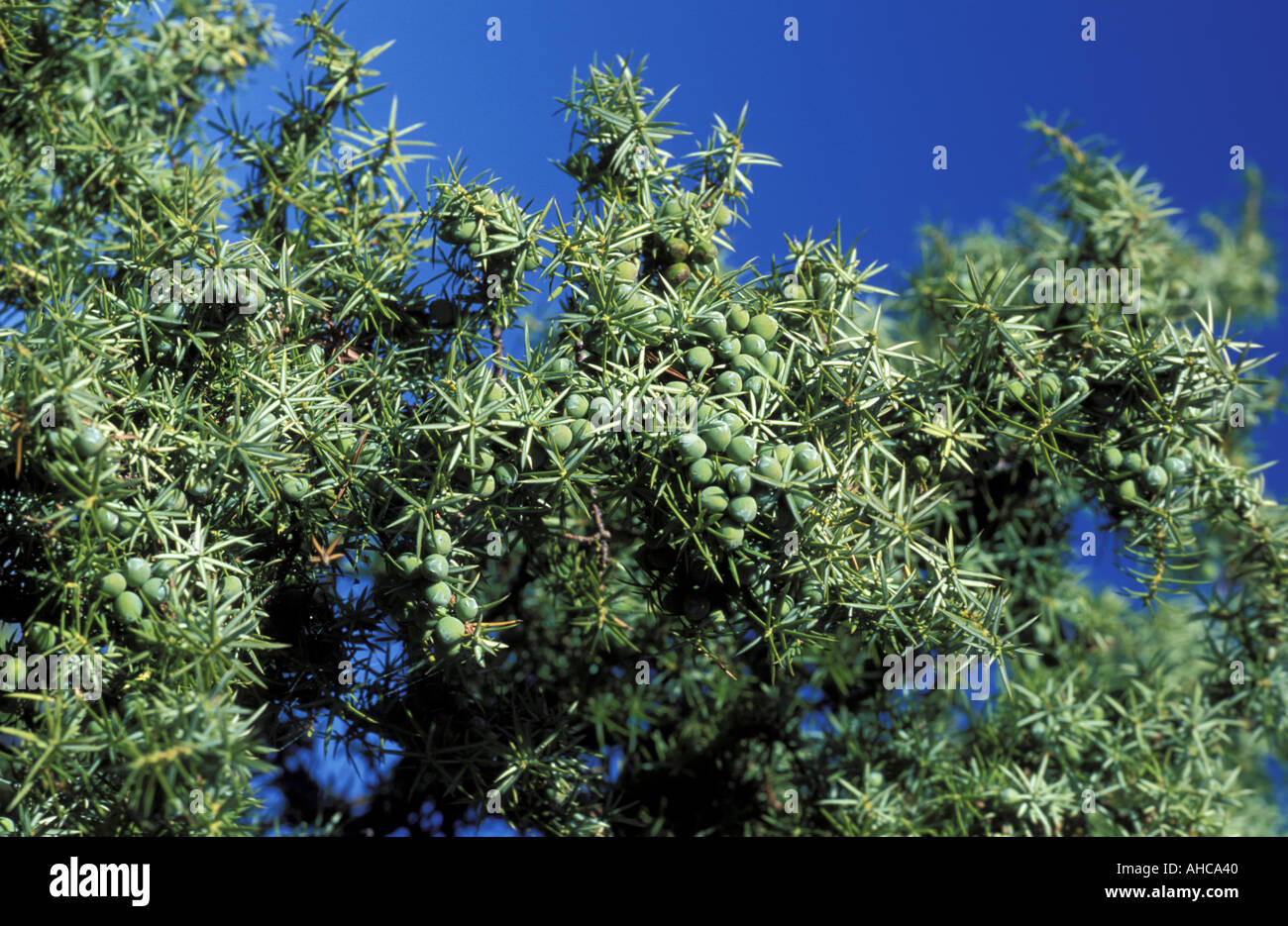 Juniperus Communis Juniper Alpi Appennini Italy Stock Photo - Alamy