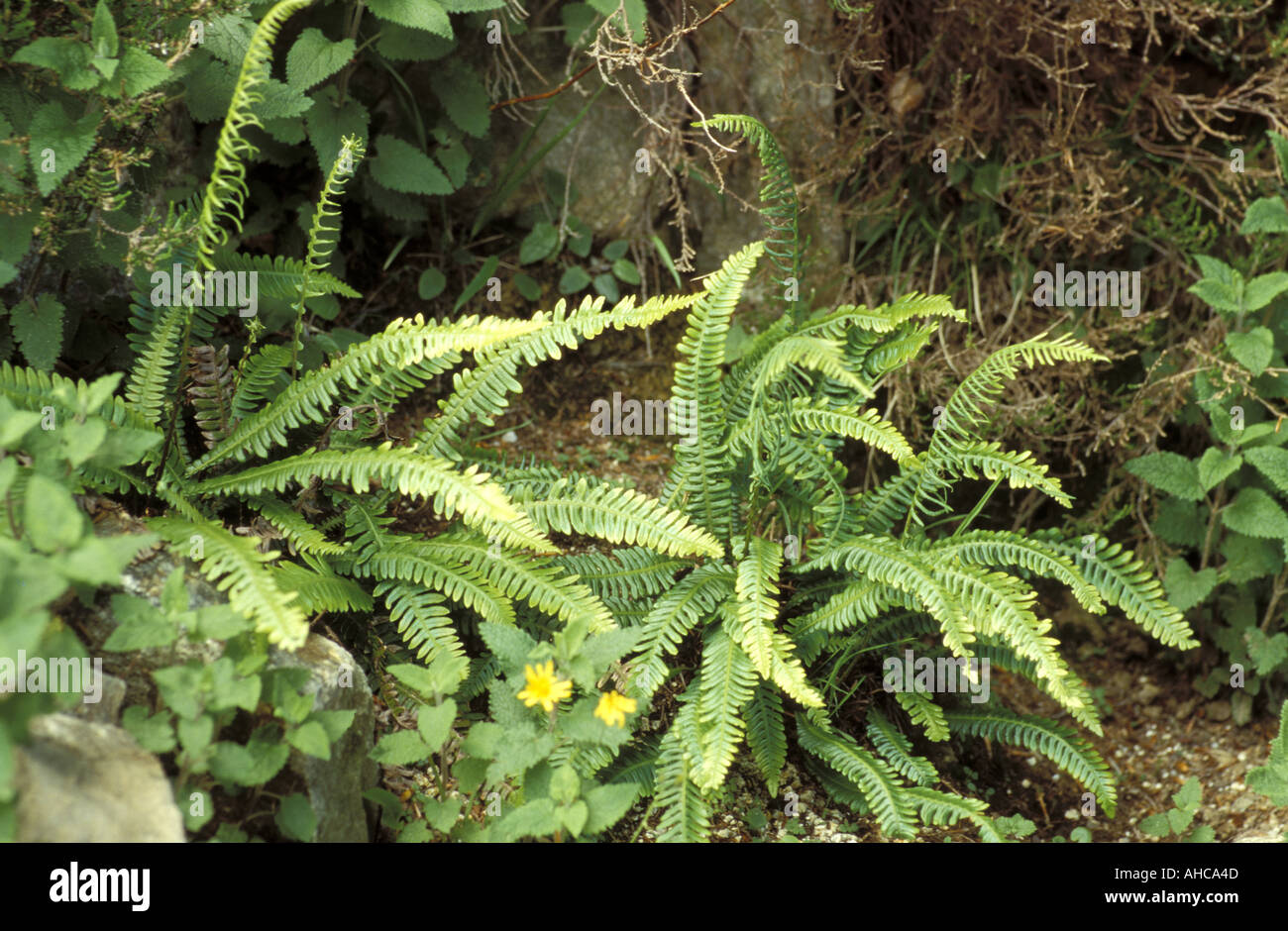 Blechnum Spicant Fern Italy Stock Photo - Alamy