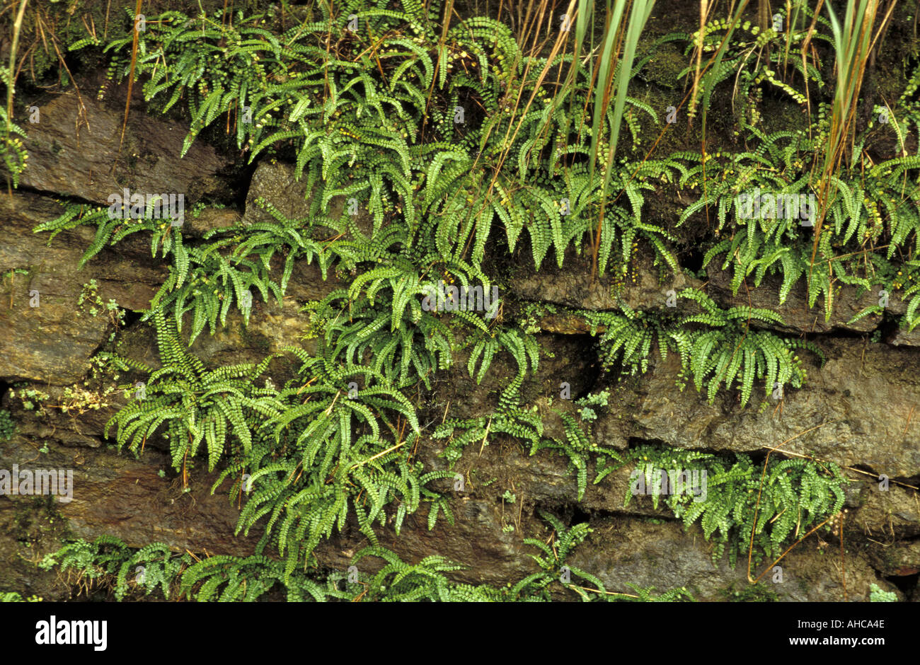 Asplenium Trichomanes Fern Italy Stock Photo - Alamy