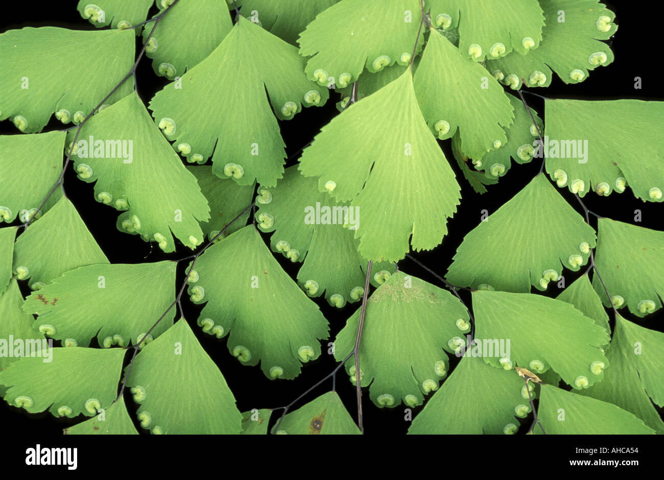 Veneris hi-res stock photography and images - Alamy