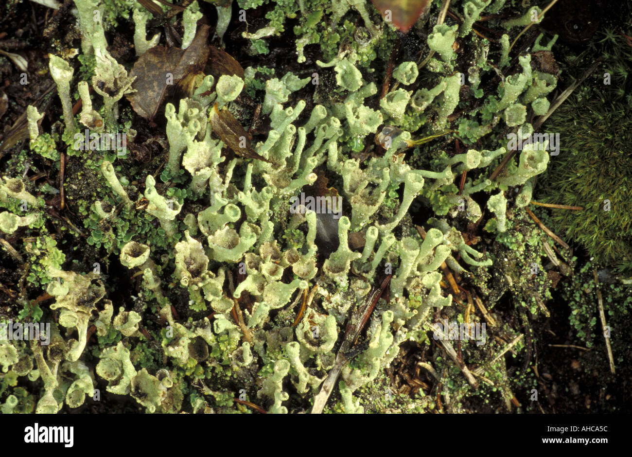 Polydactyla hi-res stock photography and images - Alamy