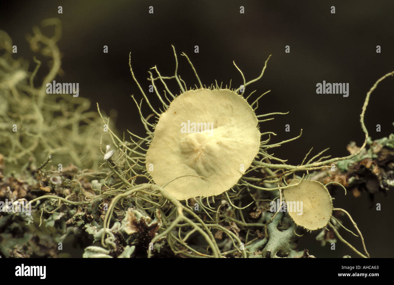 Usnea florida hi-res stock photography and images - Alamy