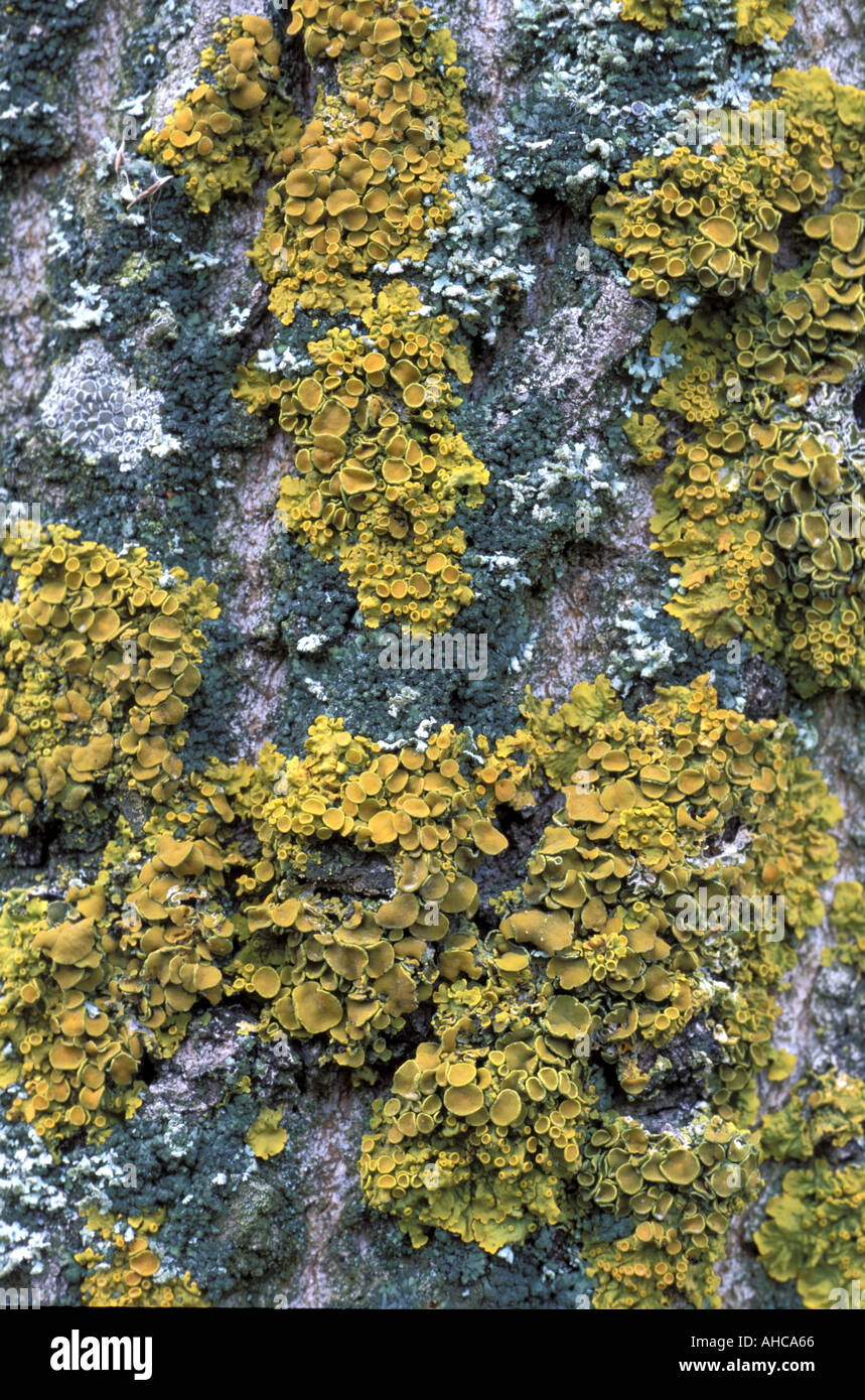 Xanthoria sp hi-res stock photography and images - Alamy