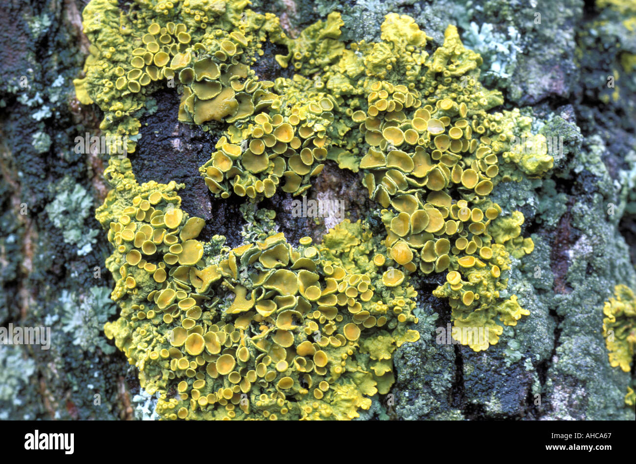 Xanthoria sp hi-res stock photography and images - Alamy