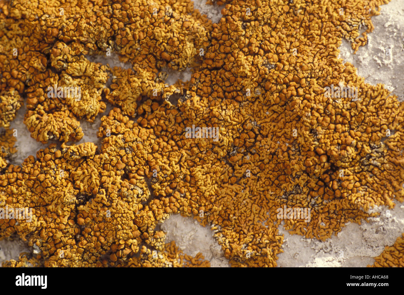 Xanthoria aureola hi-res stock photography and images - Alamy