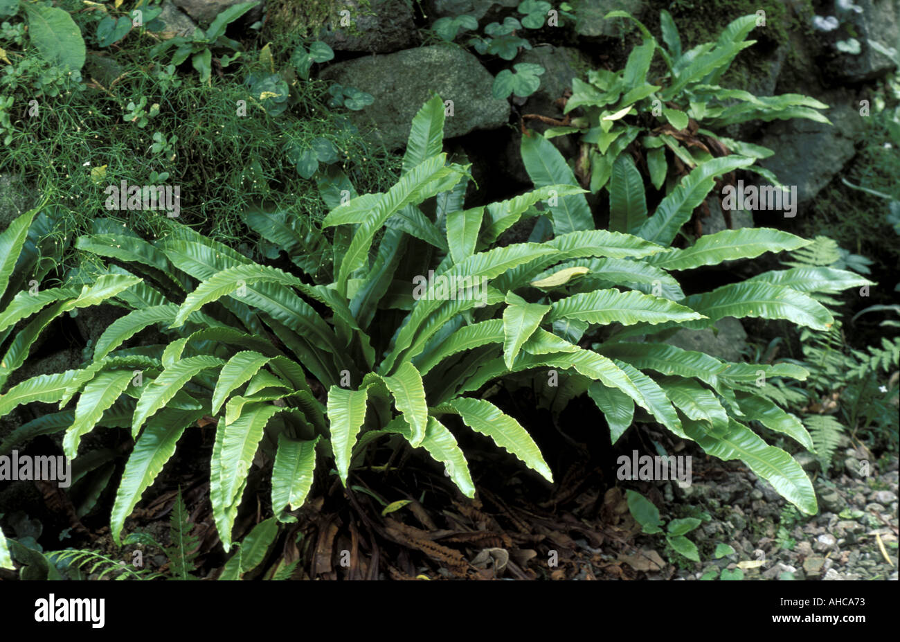 Scolopendrium hi-res stock photography and images - Alamy
