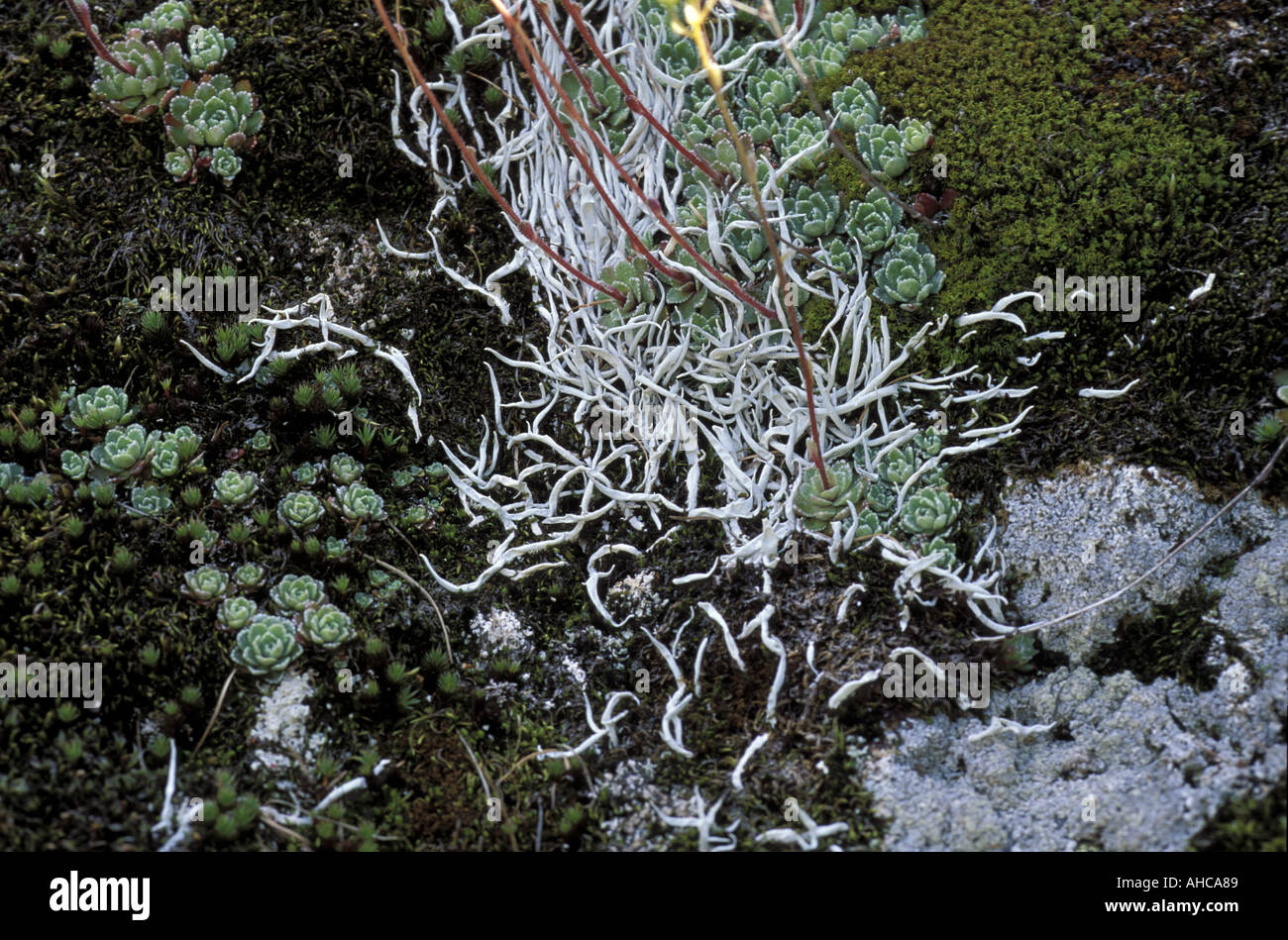 Thamnolia Vermicularis Lichen Italy Stock Photo - Alamy