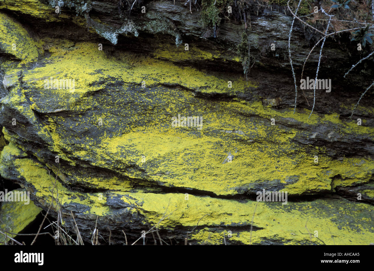 Lecidea hi-res stock photography and images - Alamy