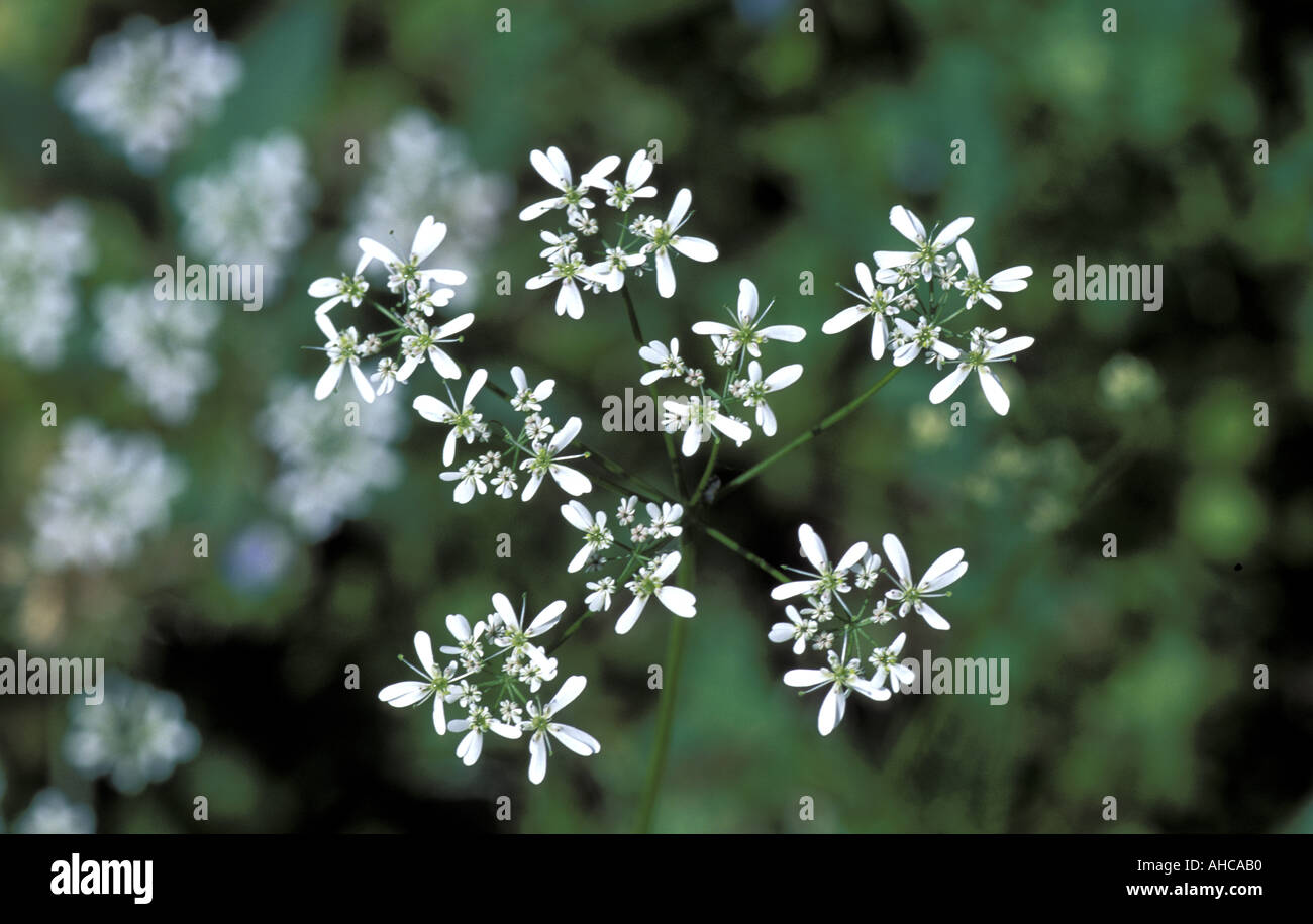 Coriandrum Sativum Italy Stock Photo - Alamy