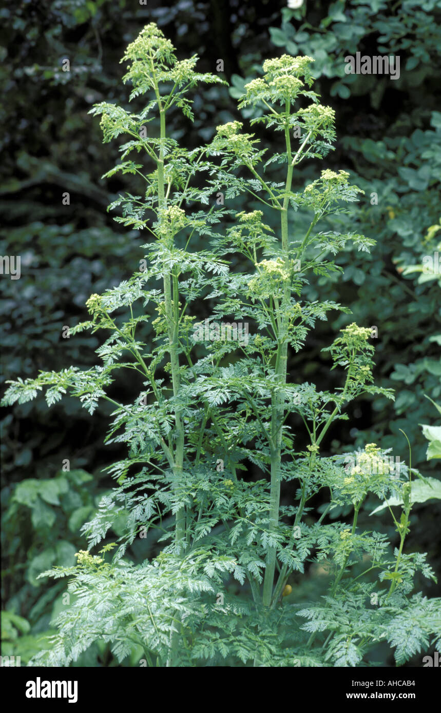 Conium Maculatum Italy Stock Photo - Alamy