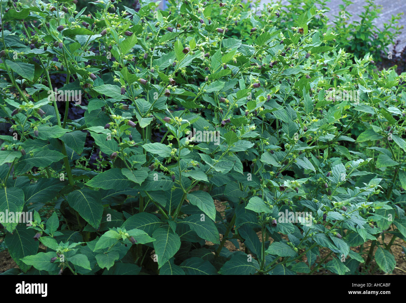 Atropa Belladonna Italy Stock Photo - Alamy