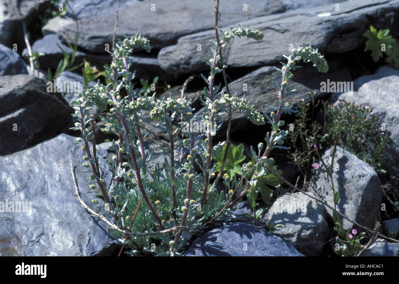 Artemisia genipi hi-res stock photography and images - Alamy