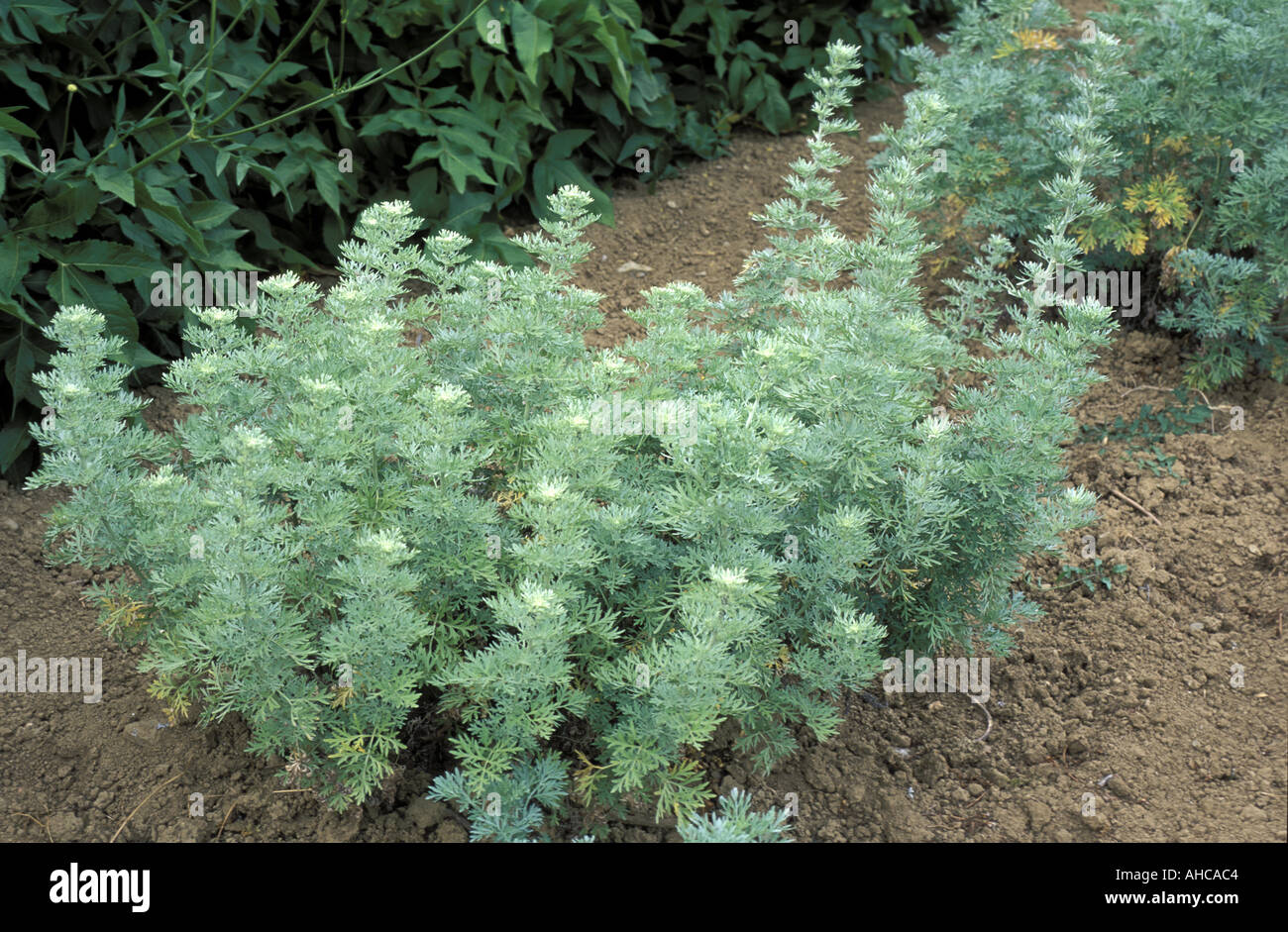 Artemisia Absinthium Italy Stock Photo - Alamy