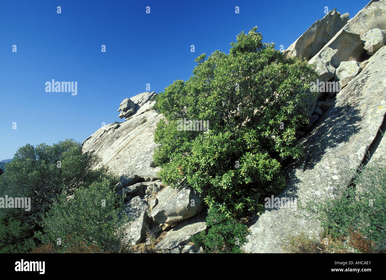 Laurus Nobilis Laurel Italy Stock Photo - Alamy