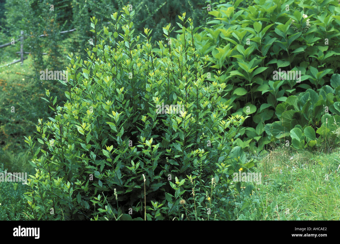 Laurel italy hi-res stock photography and images - Alamy