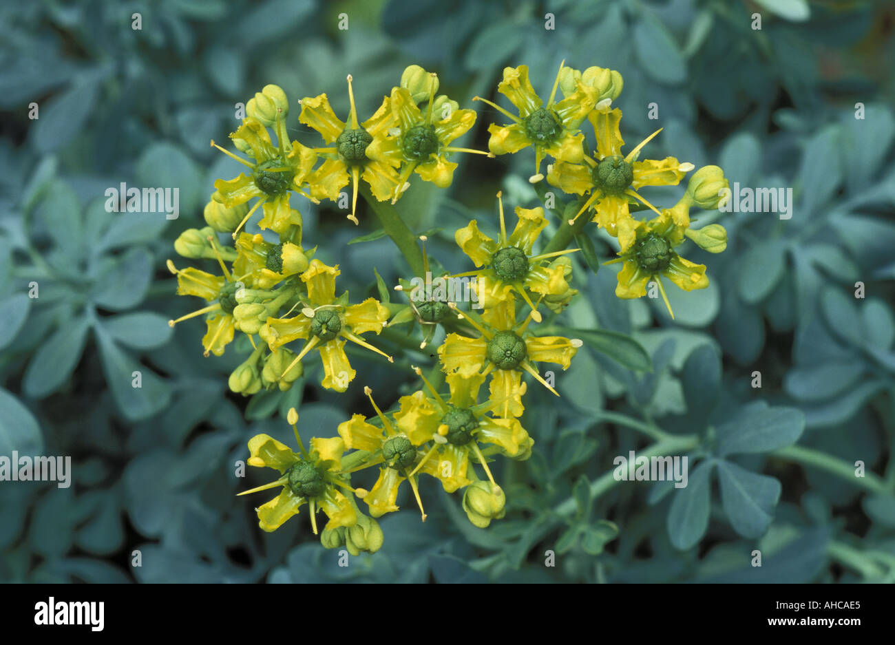 Ruta Graveolens Bush Italy Stock Photo - Alamy