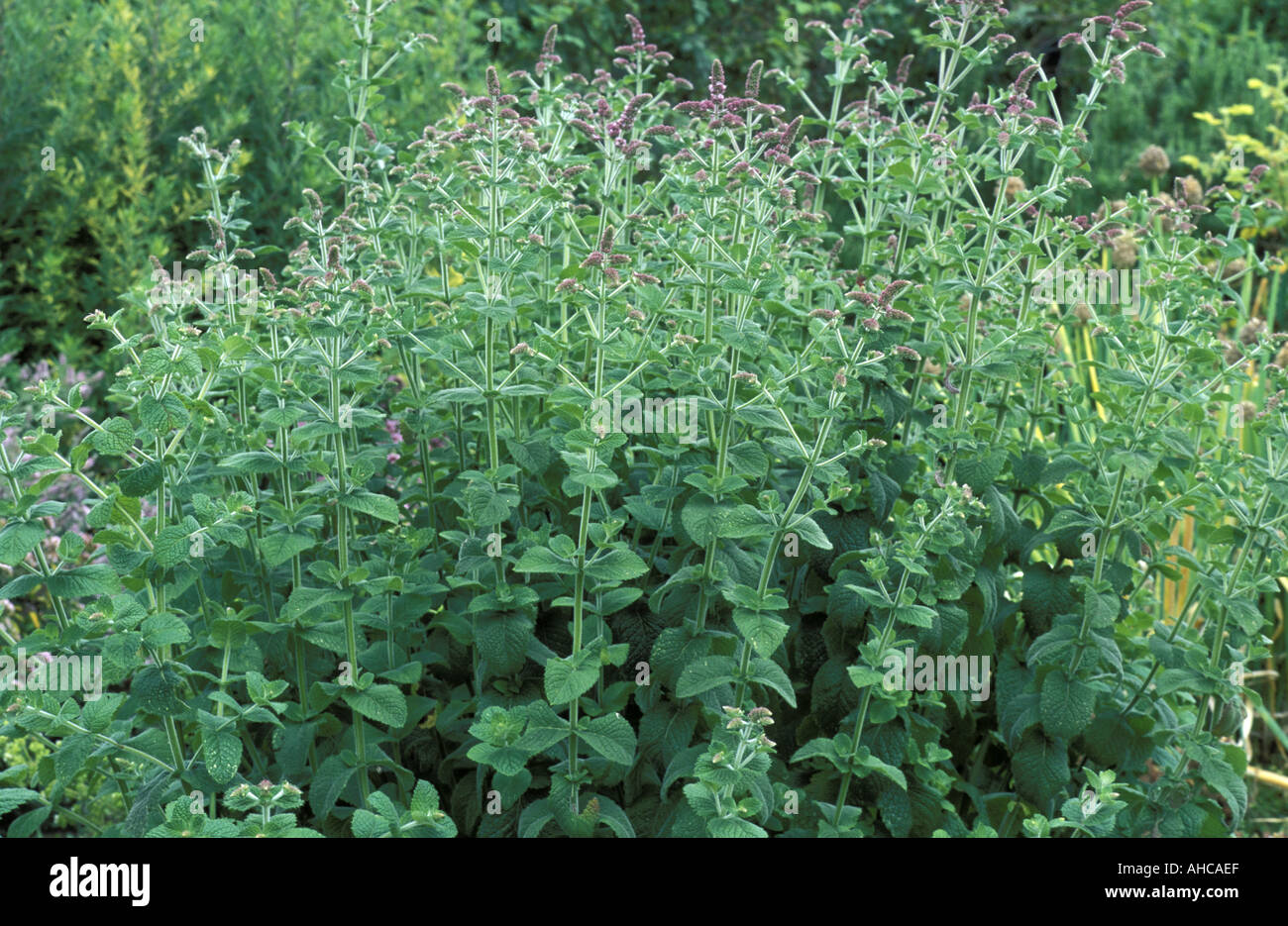 Mentha Rotundifolia Mint Italy Stock Photo - Alamy