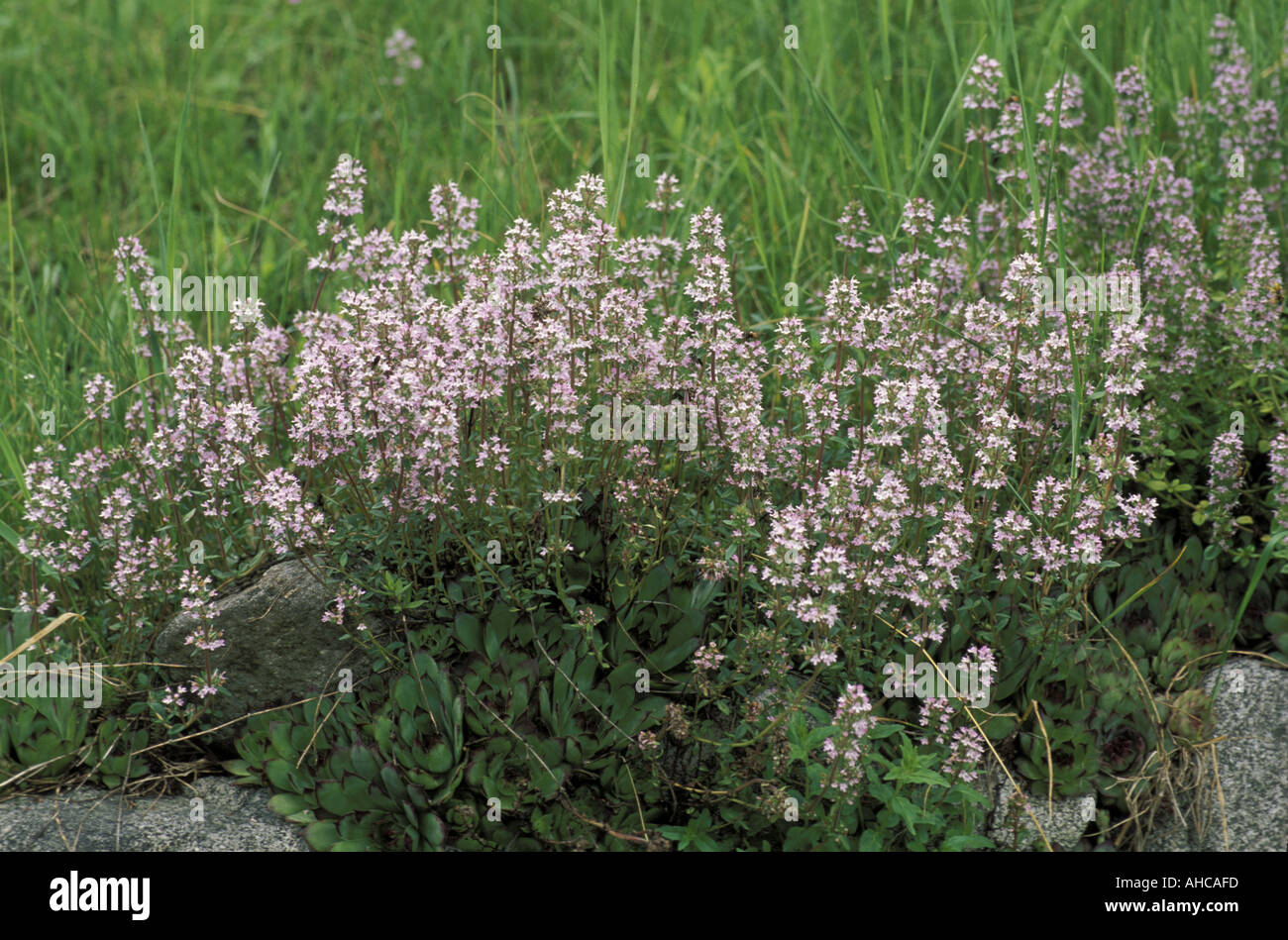Thymus thyme italy hi-res stock photography and images - Alamy