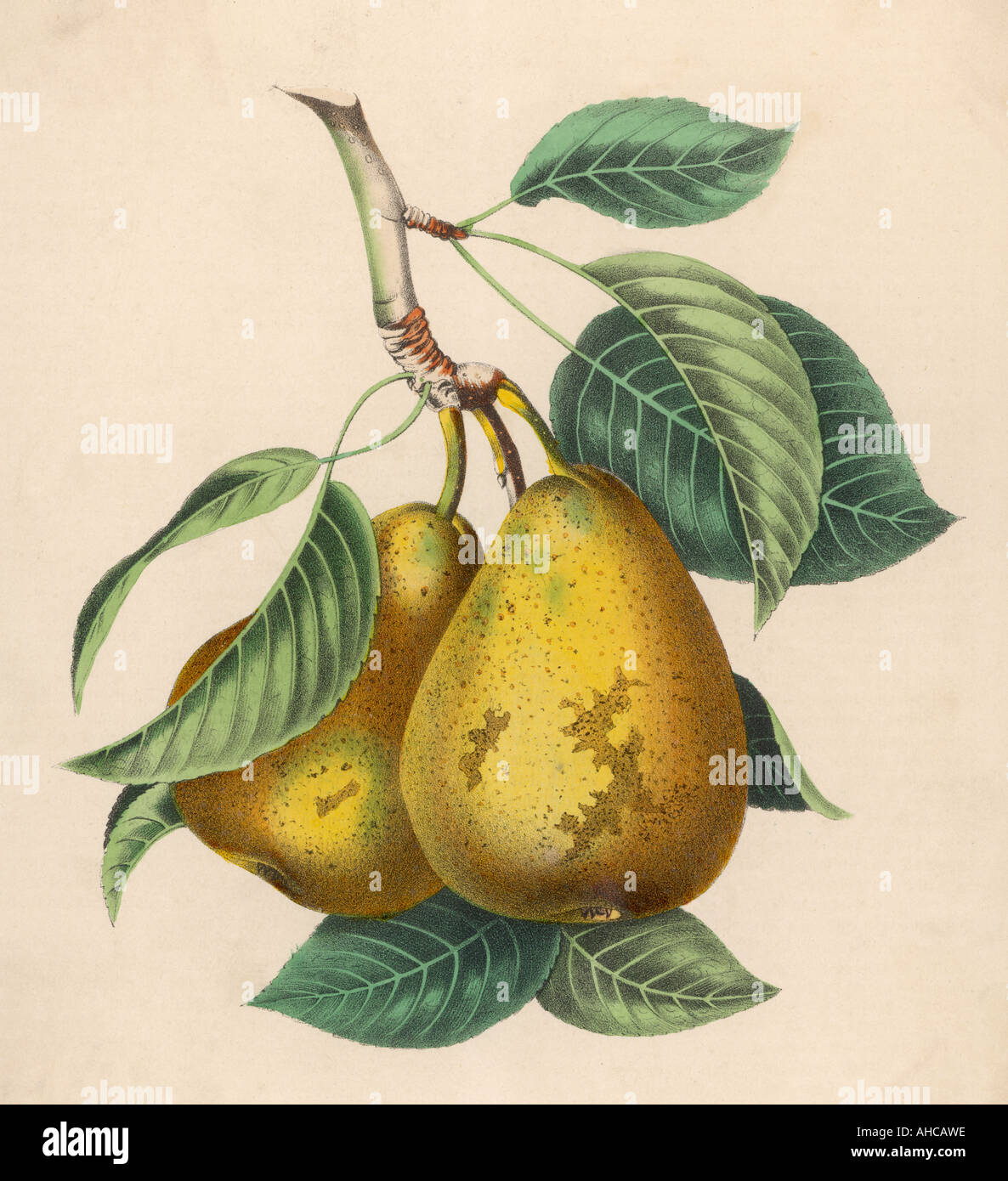 Fruit Pair Of Pears Stock Photo - Alamy