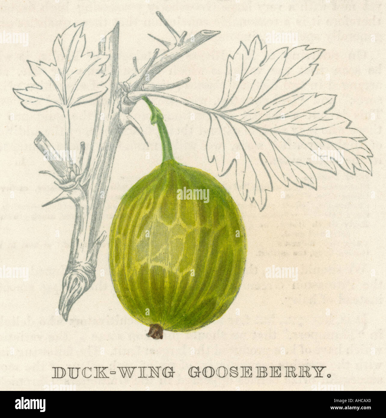 Gooseberry historical hi-res stock photography and images - Alamy