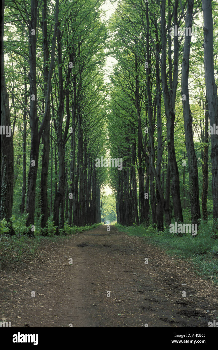 Wood of lime tree Italy Stock Photo - Alamy