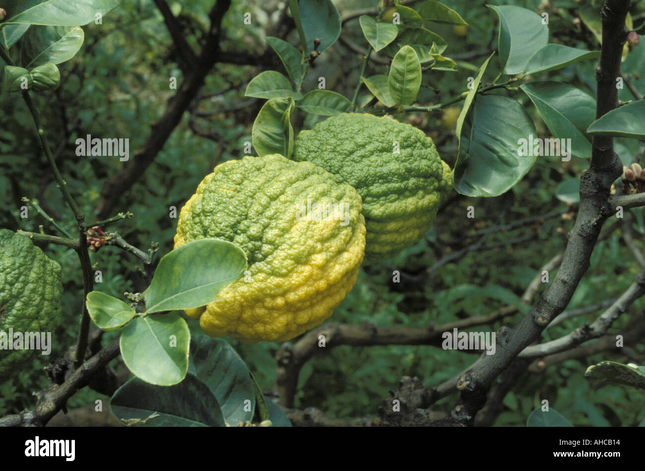 Medica hi-res stock photography and images - Alamy