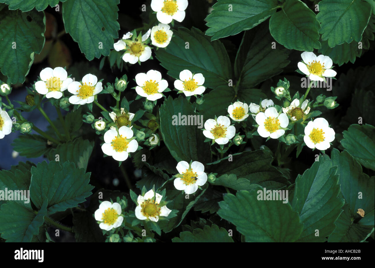 Fragaria Vesca Strawberry flowers Italy Stock Photo - Alamy